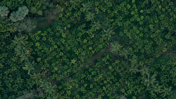 areca nut farm with farmhouse- top view- aerial footage, Stock Footage