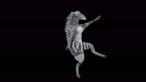 35 Zebra Dancing 4K, Motion Graphics | VideoHive