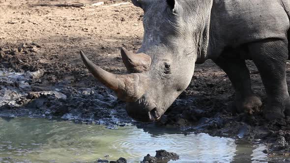 White Rhinoceros Drinking Water, Stock Footage | VideoHive