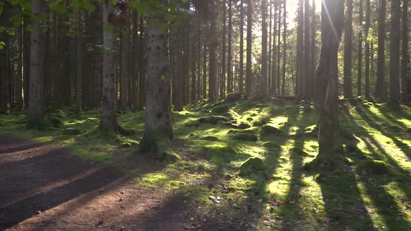 A path going through a lush green spruce forest with enchanted sun rays ...