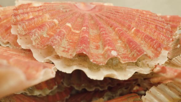 Live Seashell Opens Shell Lying in Pile Against Studio Wall, Stock Footage