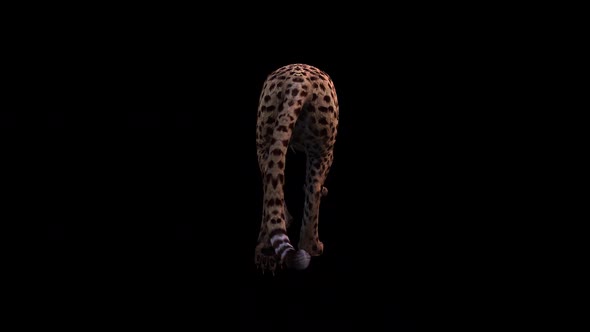 Cheetah Back View Loop Walk, Motion Graphics | VideoHive