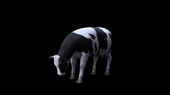 Cow Eat From View Front Side, Motion Graphics | VideoHive