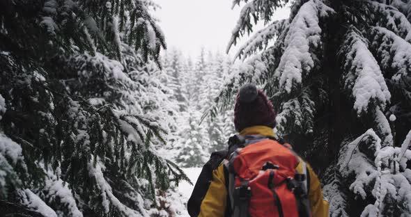 In a Hard Winter Day in the Middle of the Forest, Stock Footage | VideoHive