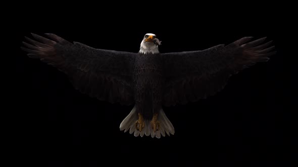 Eagle Flying With Mouse, Motion Graphics | VideoHive