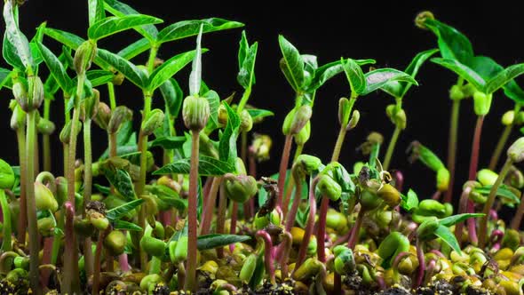 Mung Beans Germination on Black Background, Stock Footage | VideoHive