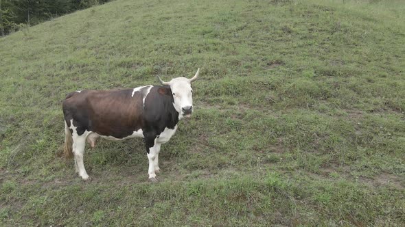 Ukraine, Carpathians: Cow in the Mountains. Aerial, Gray, Flat, Stock ...