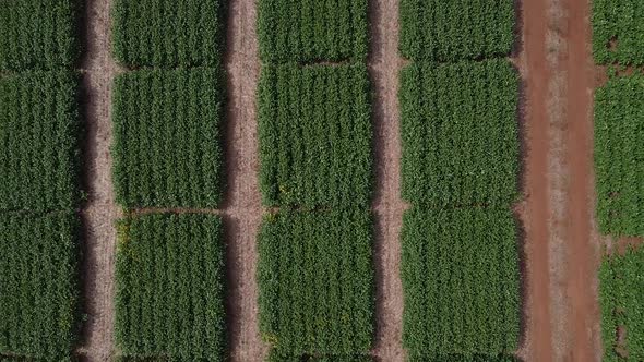Experimental Soybeans Field Drone 12, Stock Footage | VideoHive