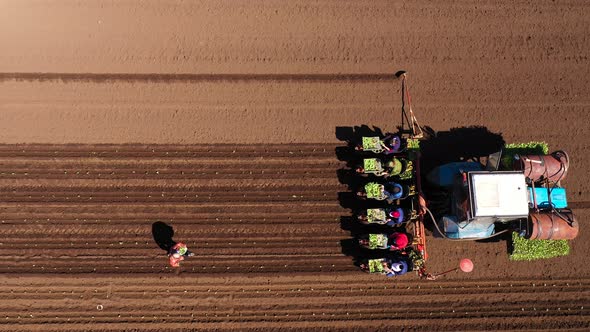 Planting Cabbage Seedlings Using a Combine, Stock Footage | VideoHive