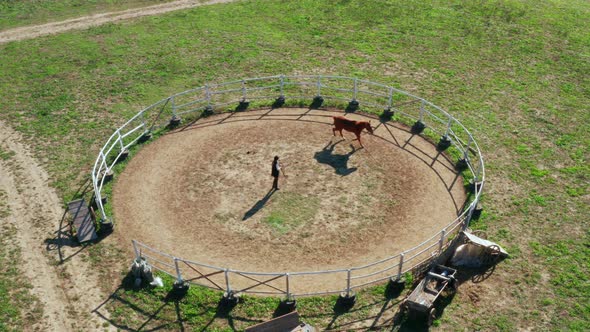 An Outdoor Horse Training at the Farm, Stock Footage | VideoHive