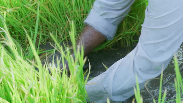 Hasawi rice cultivation 2, Stock Footage | VideoHive