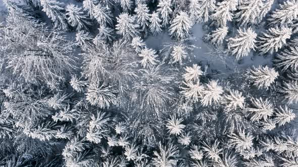 Frozen coniferous forest treetops under snow,winter,overhead,Czechia ...