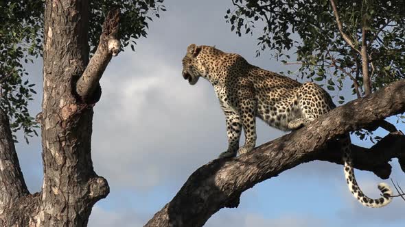 A leopard panting while perched in a tree under the hot daytime sun ...