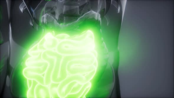 Human Small Intestine Radiology Exam, Motion Graphics | VideoHive
