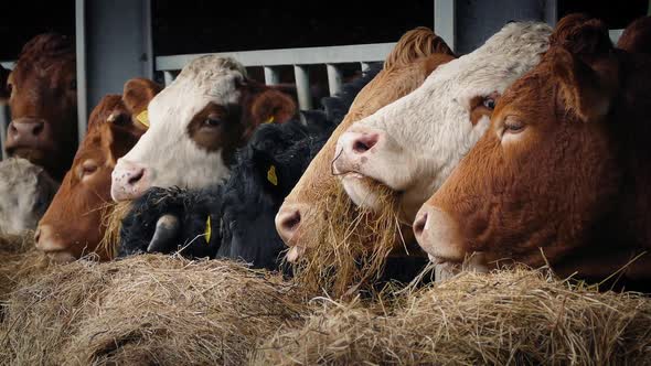Row of Cows Chewing Straw, Stock Footage | VideoHive