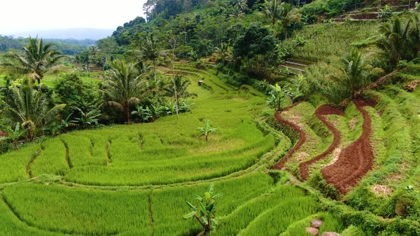 Idyllic landscape of Javanese rice terraces in Selogriyo, Indonesia ...