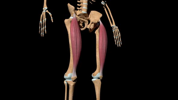 Rectus Femoris Muscles On Skeleton, Motion Graphics | VideoHive