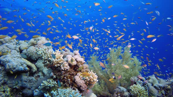 Underwater Scene Colorful World by Nemo-Dahab | VideoHive