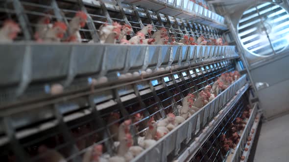 Chicken Farm Production, Stock Footage | VideoHive
