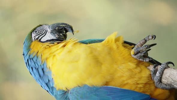Slow motion shot of blue and yellow macaw feeding himself with legs ...