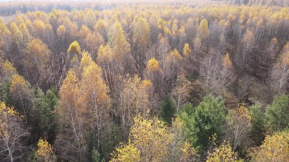 Ukraine Trees in the Autumn Forest in the Afternoon, Stock Footage