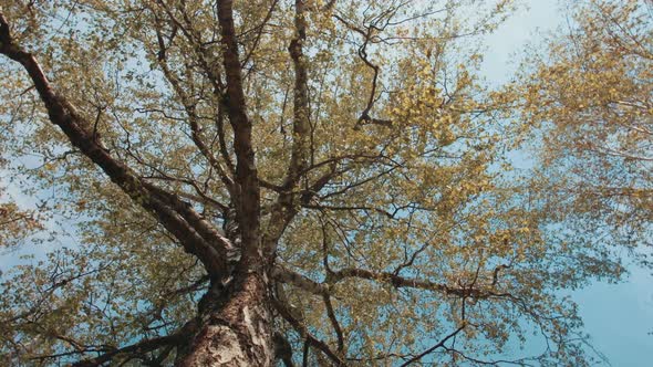 Looking Up Under Tree in Slow Motion. Camera Moving Under Tall Tree ...