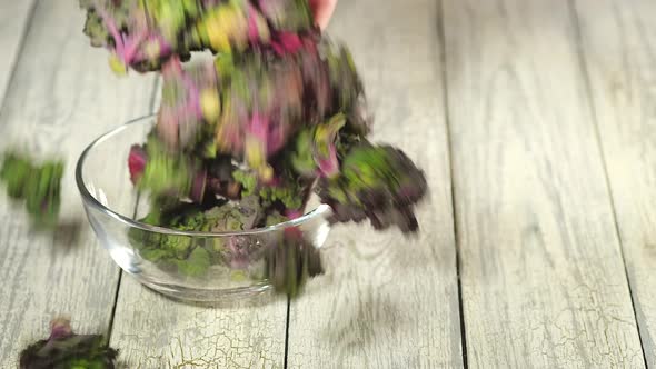 A Woman Puts in a Glass Cup Colorful Kalette Flower Sprout, Stock Footage