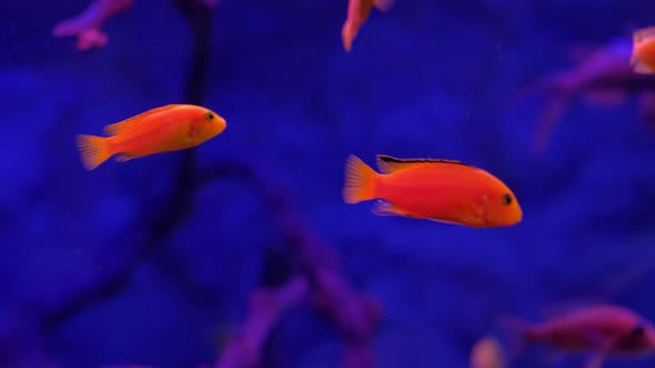 Bright Orange Fish Swimming in the Aquarium of Oceanarium on the Blue ...