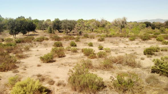 Aerial fly over of dry desert land and plants., Stock Footage | VideoHive