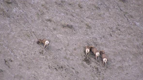 Four bighorn sheep digging and licking dirt on hillside, Stock Footage