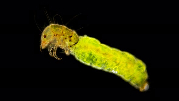 Trichoptera Larvae Under the Microscope, Stock Footage | VideoHive