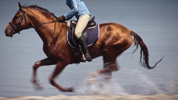 Brown Horse Galloping Fast on Water, Stock Footage | VideoHive