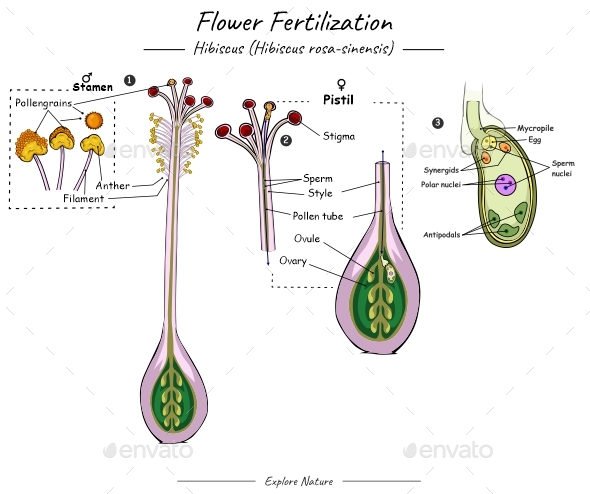 Flower Structures Fertilization and Pollination Process Illustrations ...