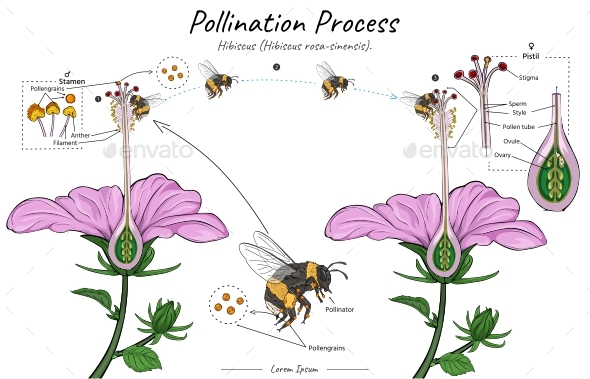 Flower Structures Fertilization and Pollination Process Illustrations ...