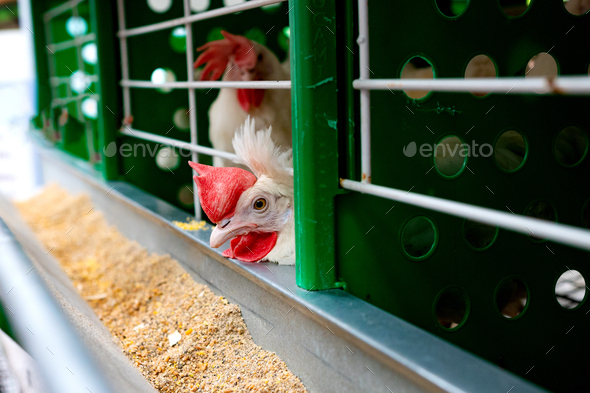 Breeding roosters and hens for meat feed inside the breeding area of a ...