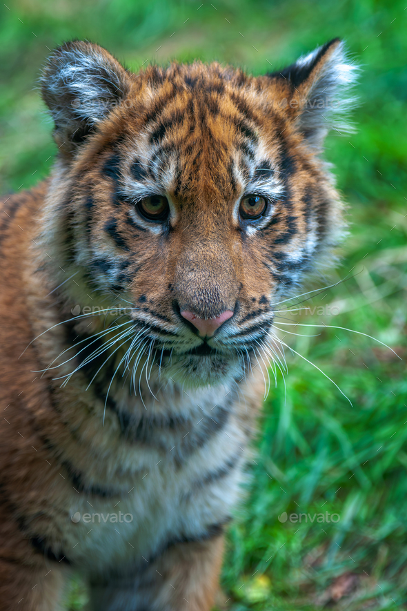 Tiger cub in the wild. Wild cat in nature habitat Stock Photo by byrdyak