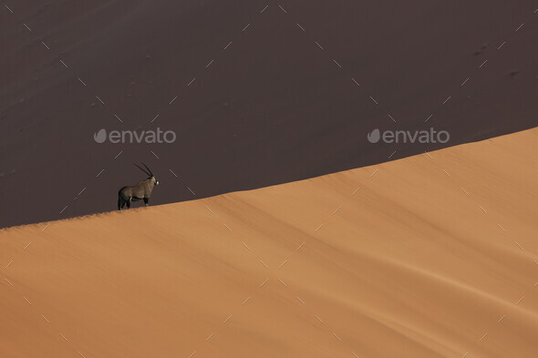 Oryx in shadow on giant sand dune, Sossusvlei National Park, Namibia ...