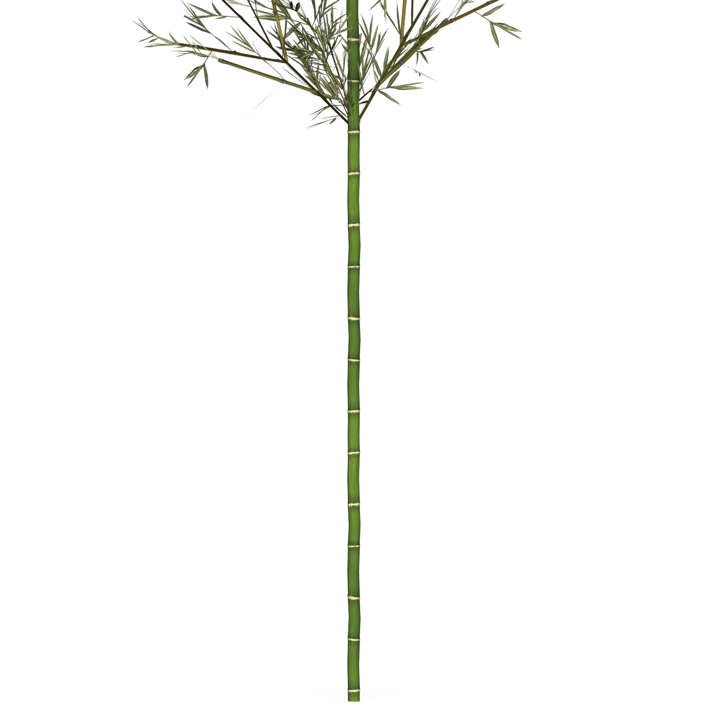 Realistic Low Poly Bamboo 02 by plantworld3d | 3DOcean