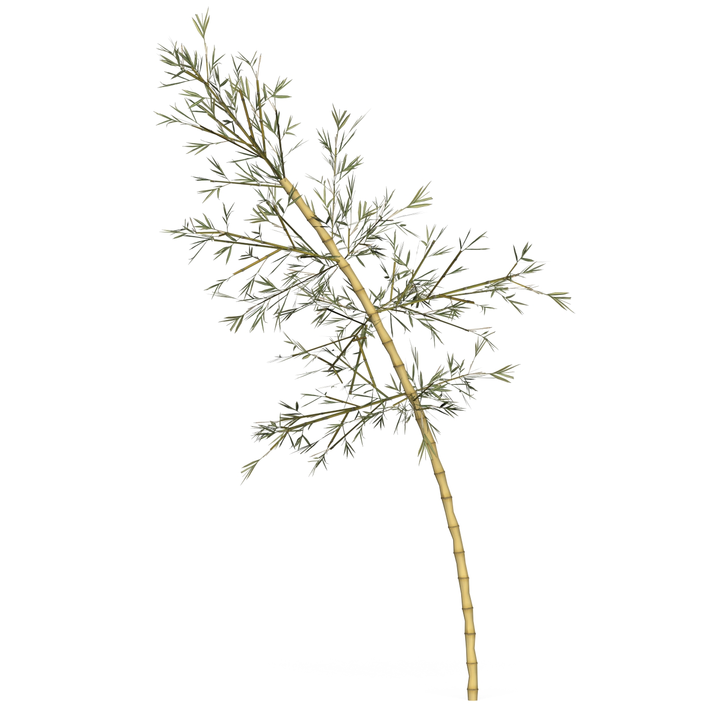 Realistic Low Poly Bamboo 06 by plantworld3d | 3DOcean