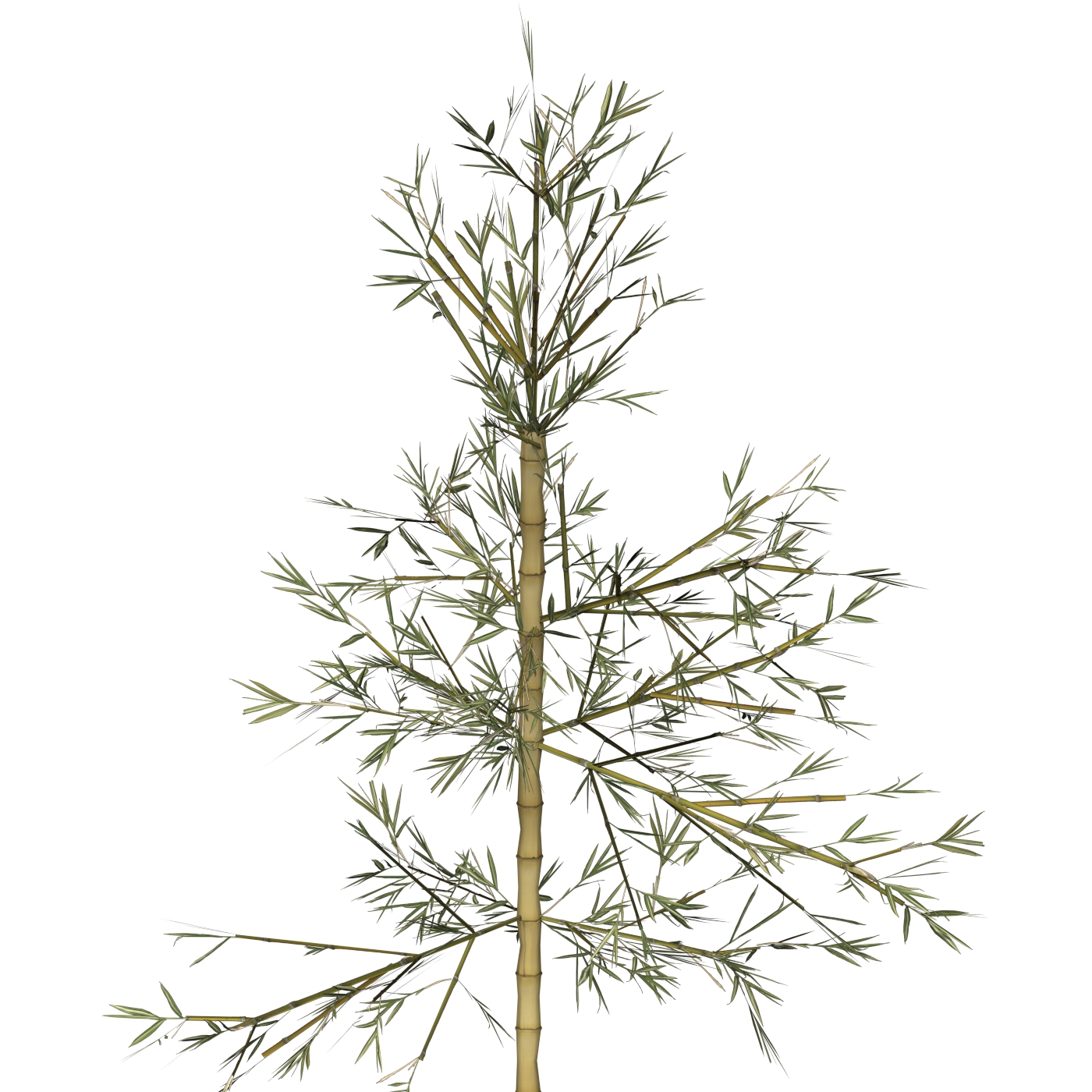 Realistic Low Poly Bamboo 06 by plantworld3d | 3DOcean