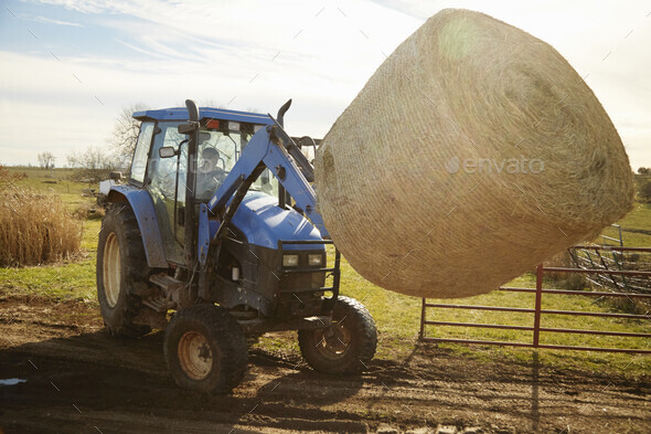 Boy farmer driving tractor moving hay stack on dairy farm Stock Photo ...