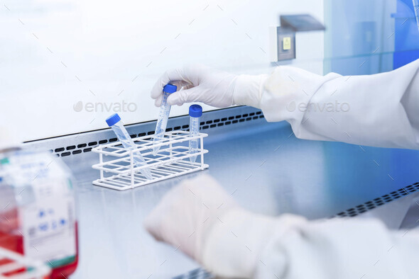 Cancer research laboratory, hands of male scientist preparing cells for ...