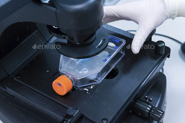 Cancer research laboratory, hand of scientist placing plastic cell ...