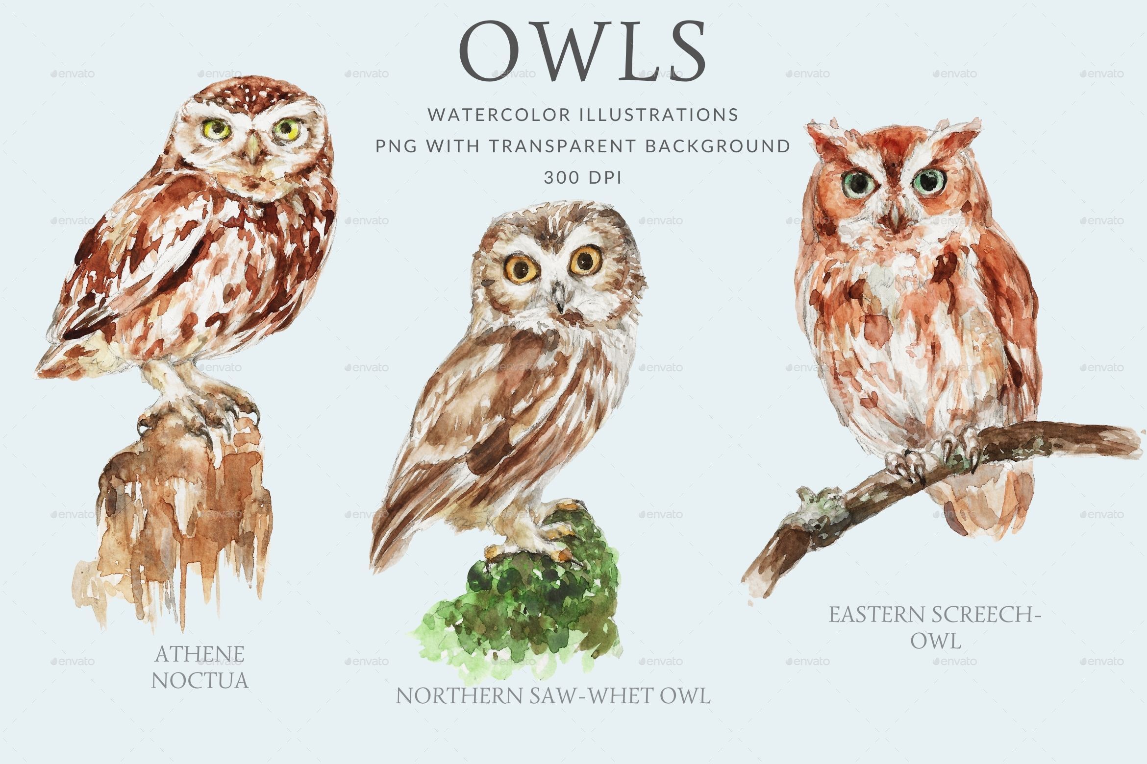 Watercolor Owls Illustration Set, Graphics | GraphicRiver