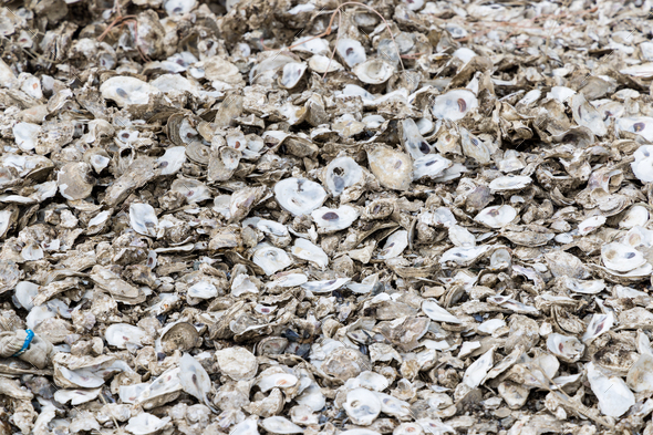 Stack of abandoned oyster shell Stock Photo by leungchopan | PhotoDune