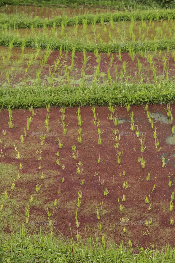 Rice growing on rice terraces of Ubud, Bali, Indonesia Stock Photo by ...