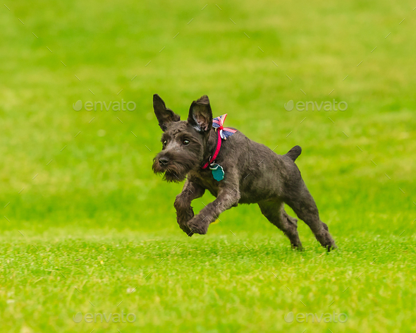 Miniature Schnauzer takes a leap while playing outside Stock Photo by ...