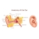 Ear Cochlea, Vectors | GraphicRiver