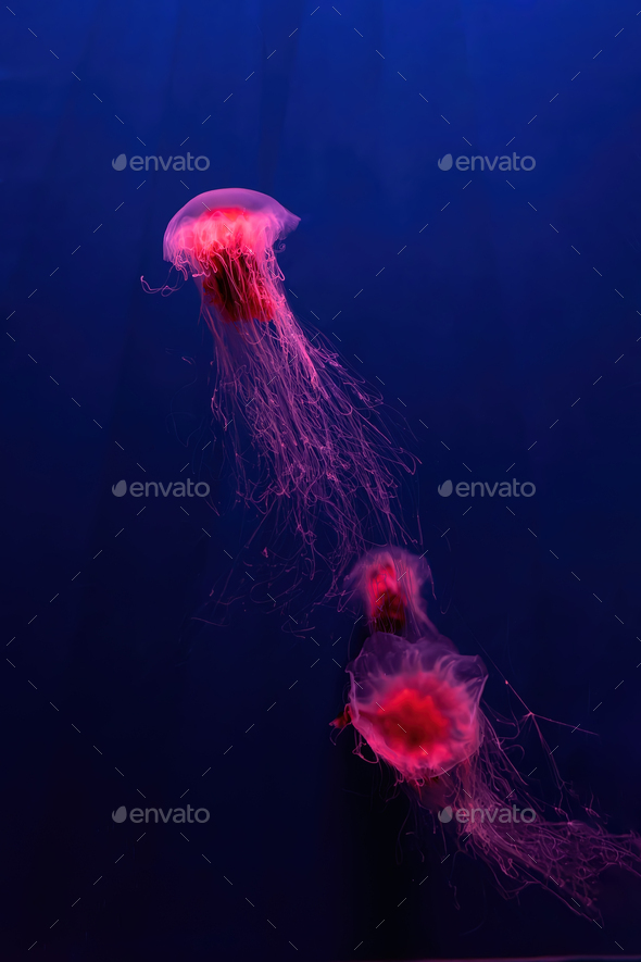 Group Of Fluorescent Lion's Mane Jellyfish Swimming Underwater Aquarium ...