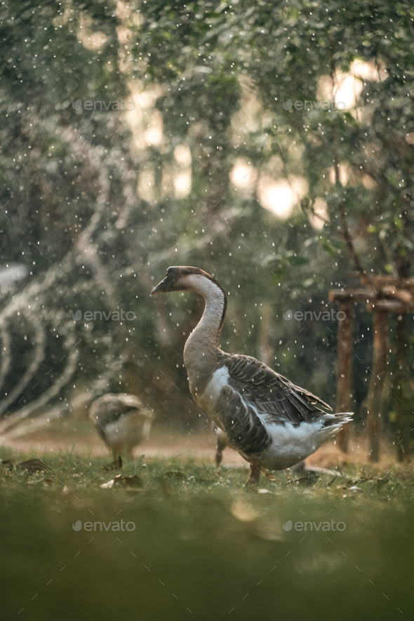 Group of White Ducks or Geese Roaming Freely in a Rural Farm Park ...